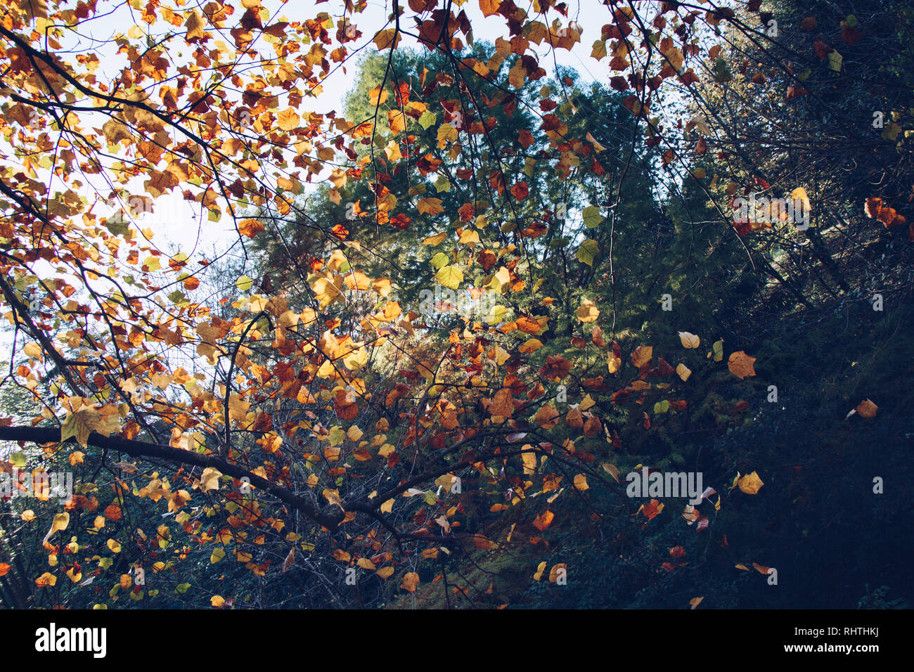 Autumn tree leaves texture background. leaf background texture Stock ...