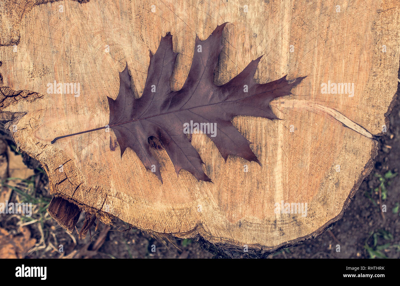 Dry tree leaf as an Autumn background Stock Photo - Alamy