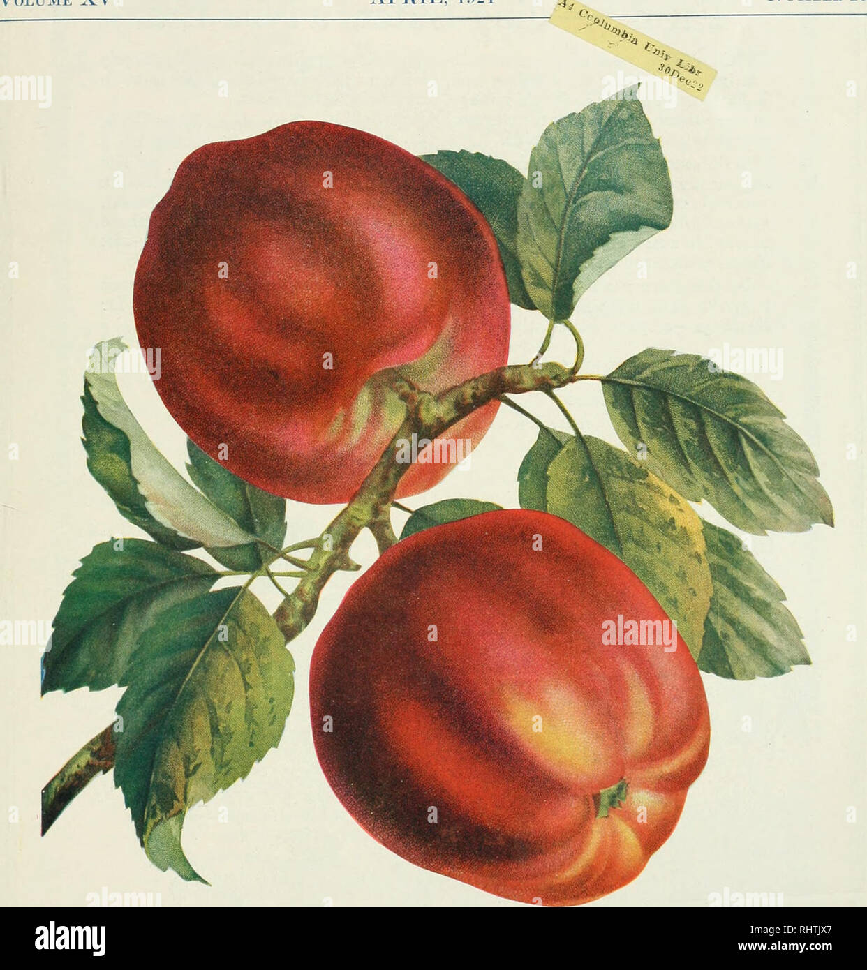 Red gravenstein apple variety hi-res stock photography and images - Alamy