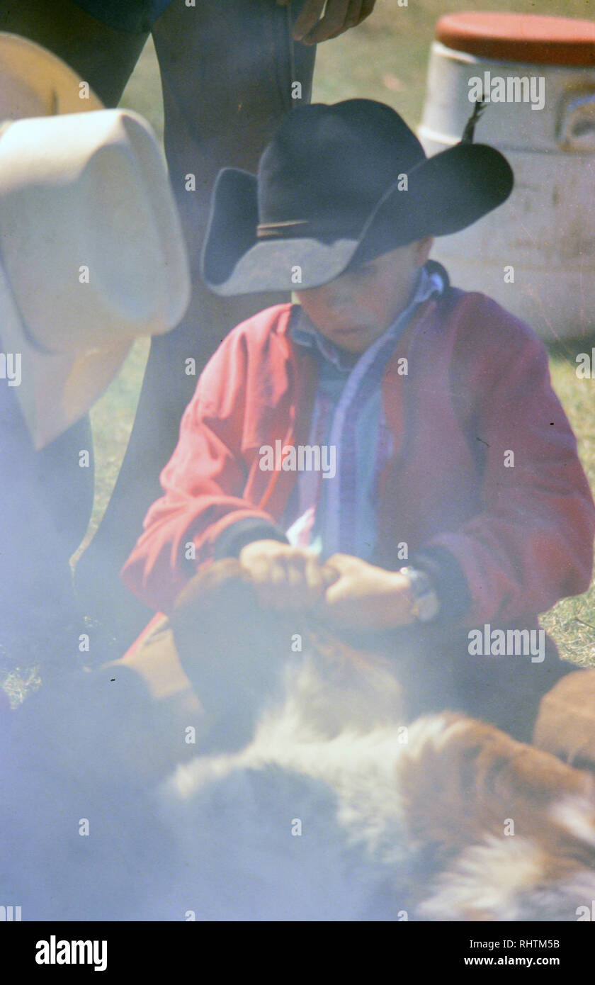 Cattle branding historical hi-res stock photography and images - Alamy