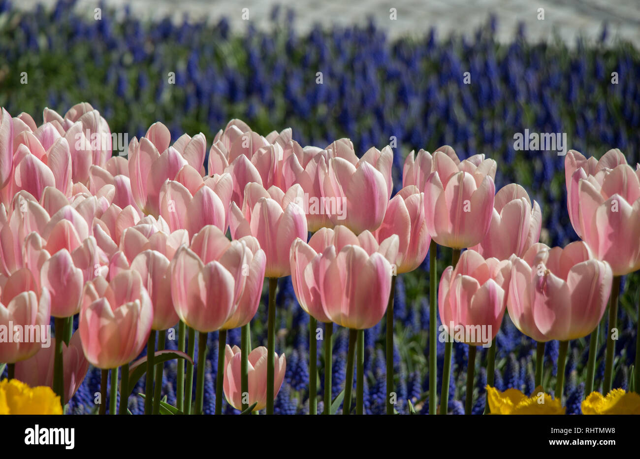 Tulip flowers bloom in hi-res stock photography and images - Alamy