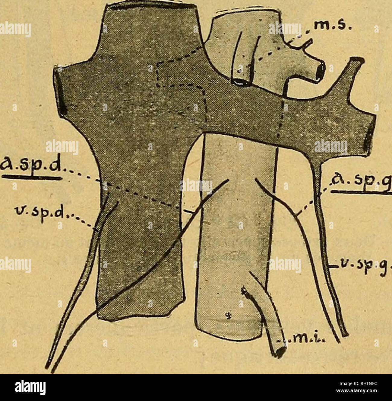 Position anatomique hi-res stock photography and images - Alamy