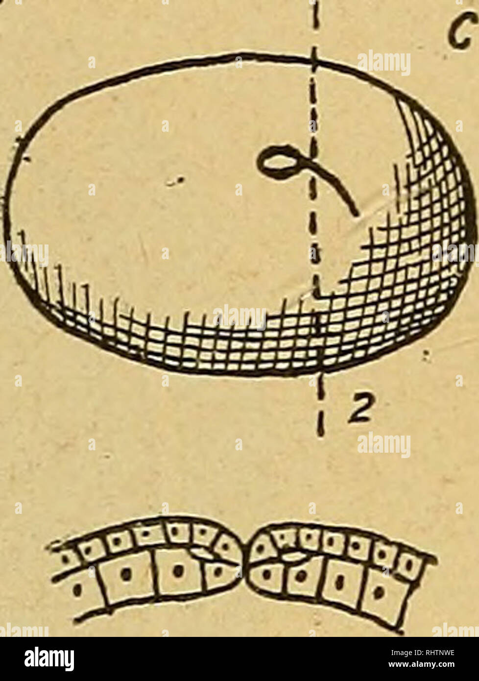 Ligne anatomique hi-res stock photography and images - Alamy