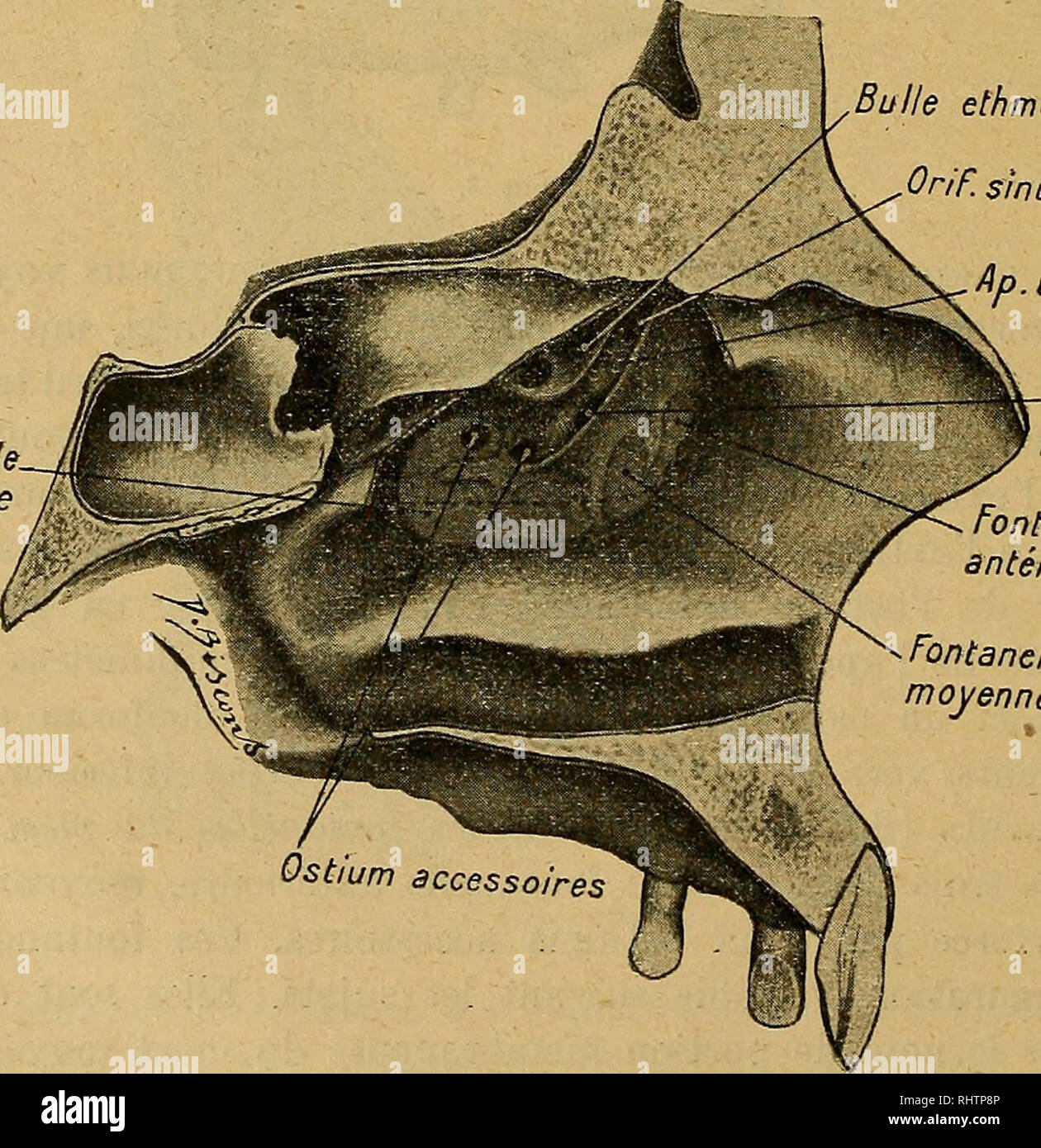 Sinus Ostium High Resolution Stock Photography and Images - Alamy