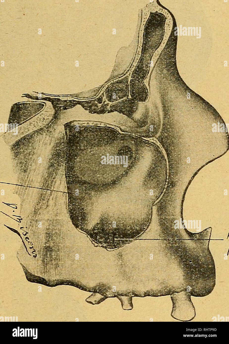 Ligne anatomique hi-res stock photography and images - Alamy
