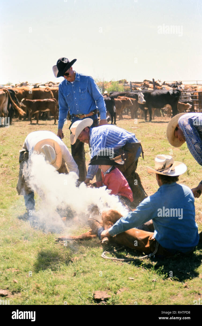 Calf branding working cowboys hi-res stock photography and images - Alamy