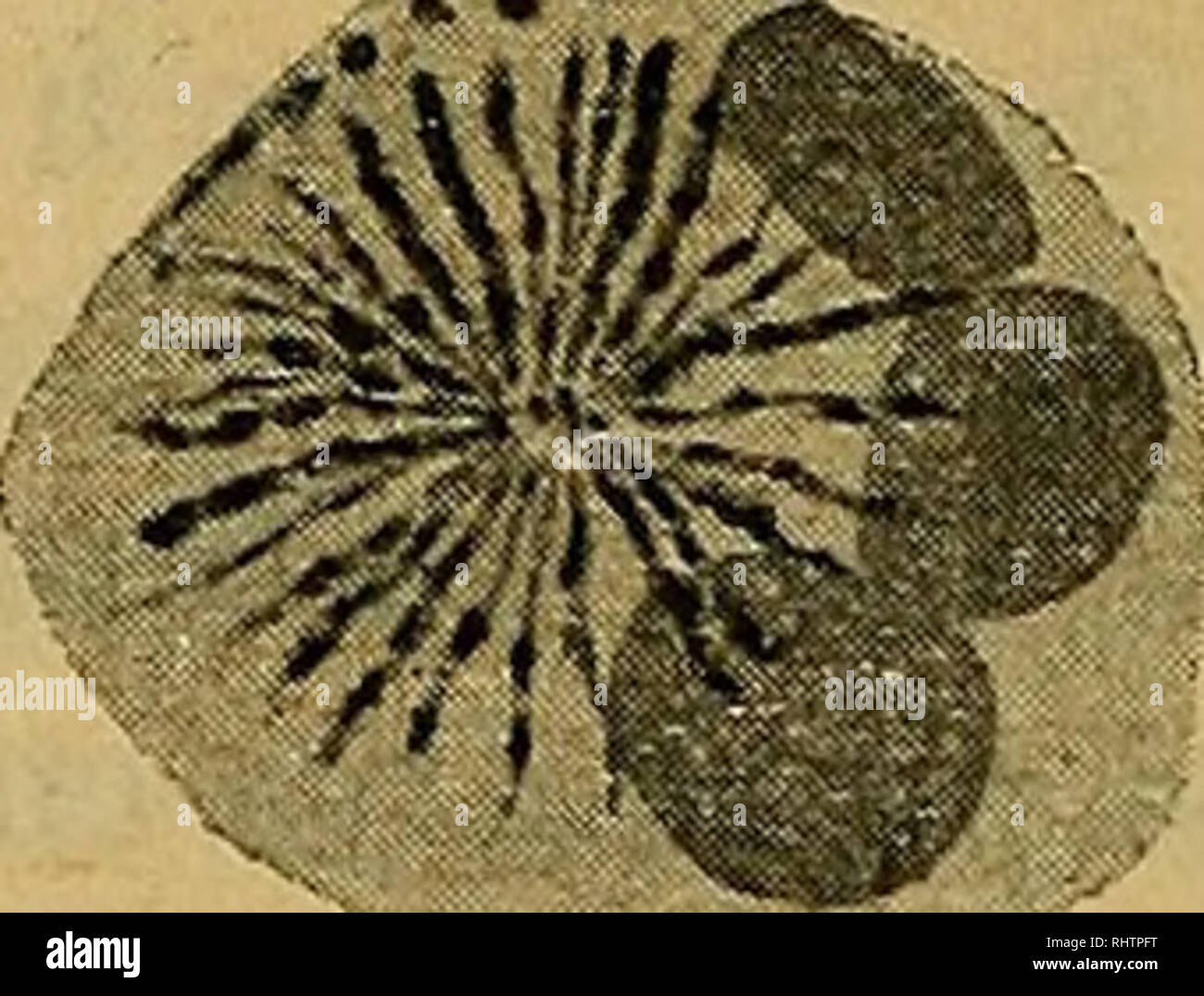 Globule blanc hi-res stock photography and images - Alamy