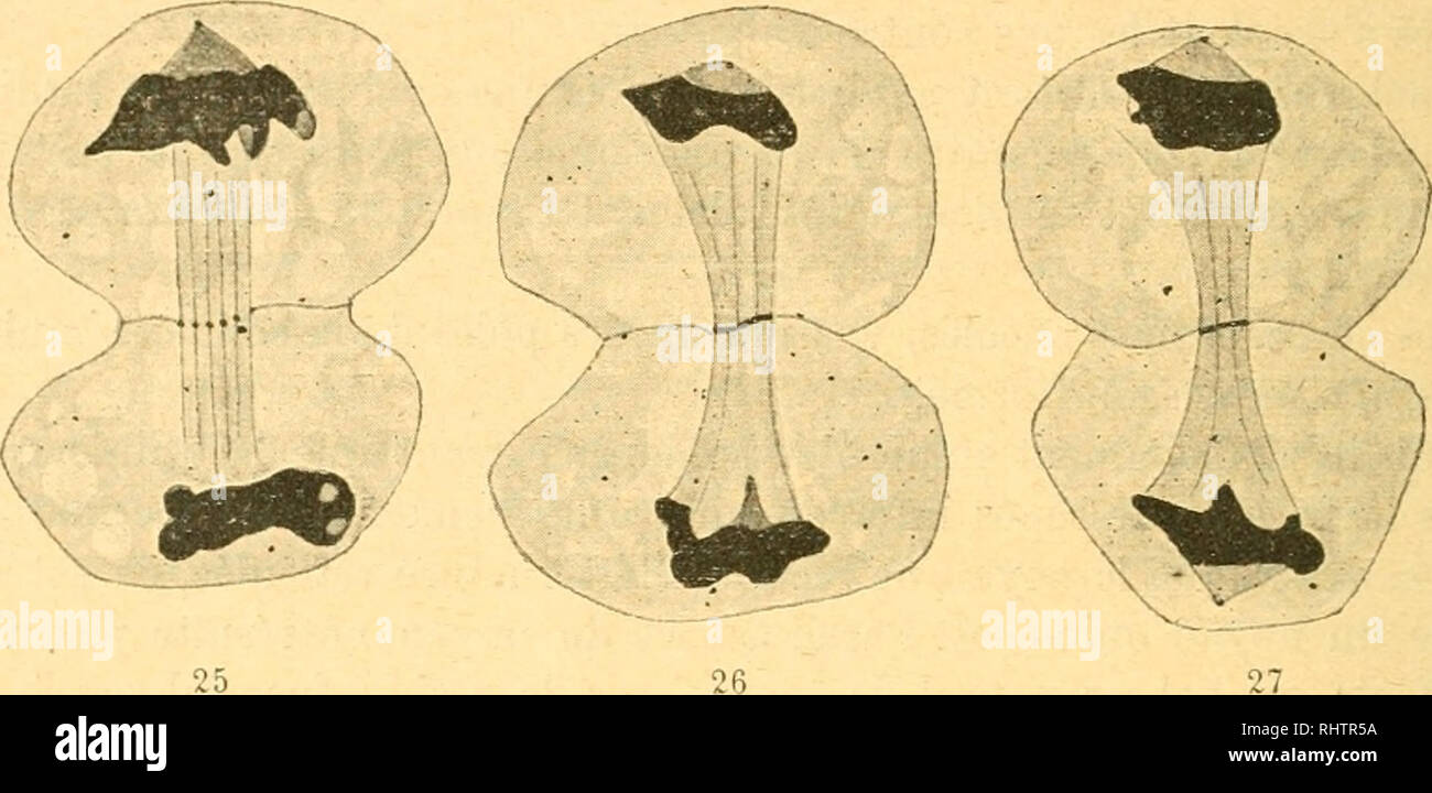 Corpuscule hi-res stock photography and images - Alamy