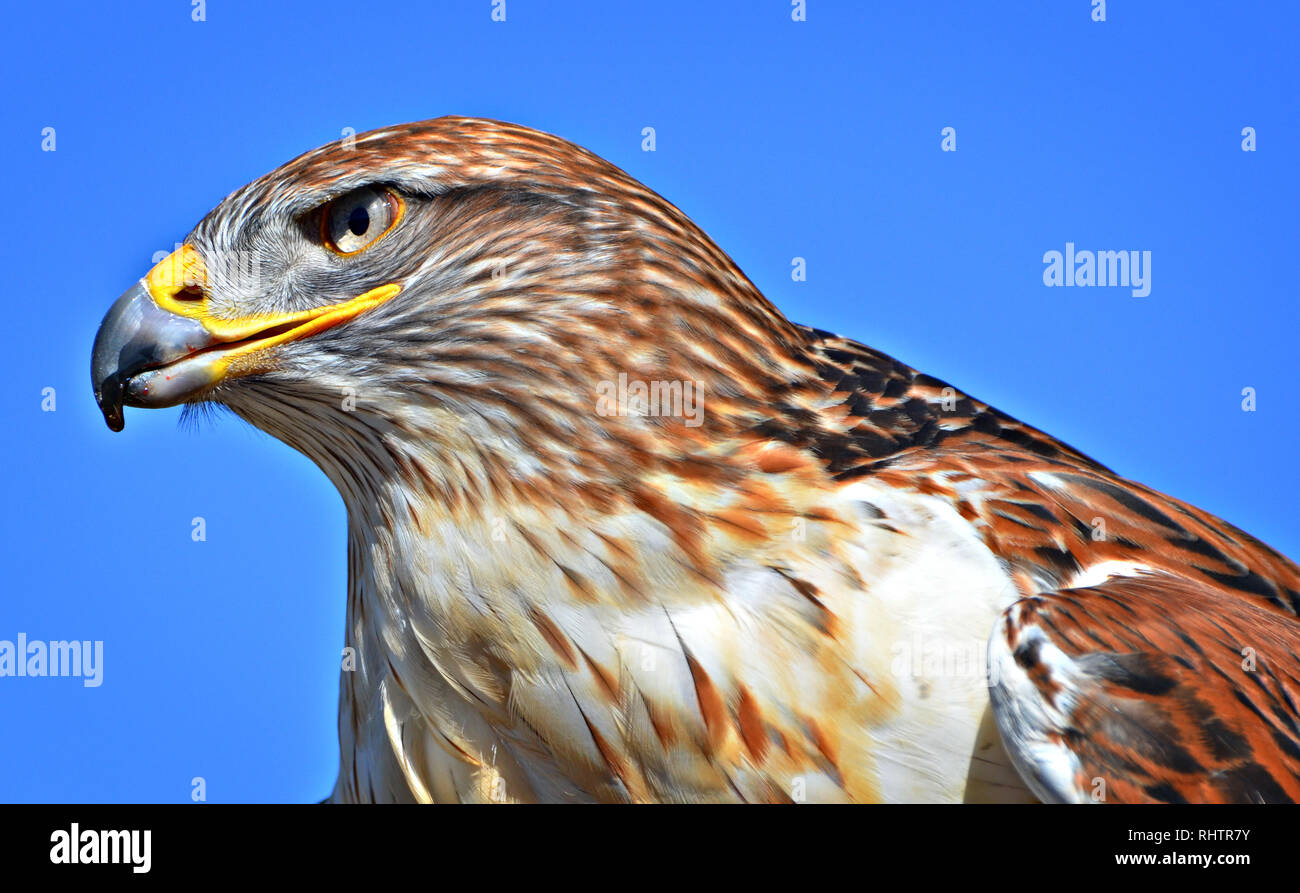 Ferruginous hawk hi-res stock photography and images - Alamy