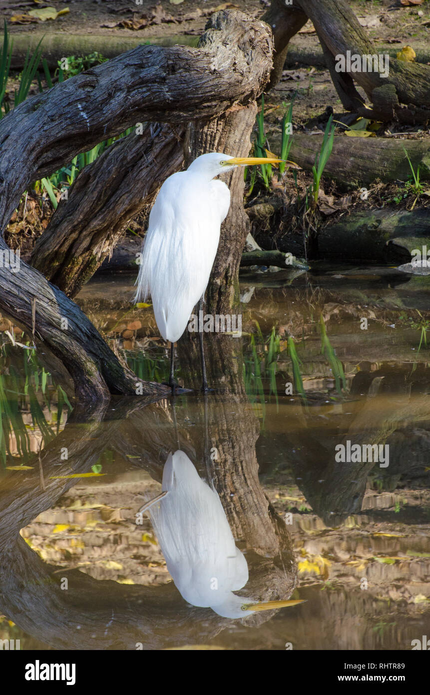 Perfect plumage hi-res stock photography and images - Alamy