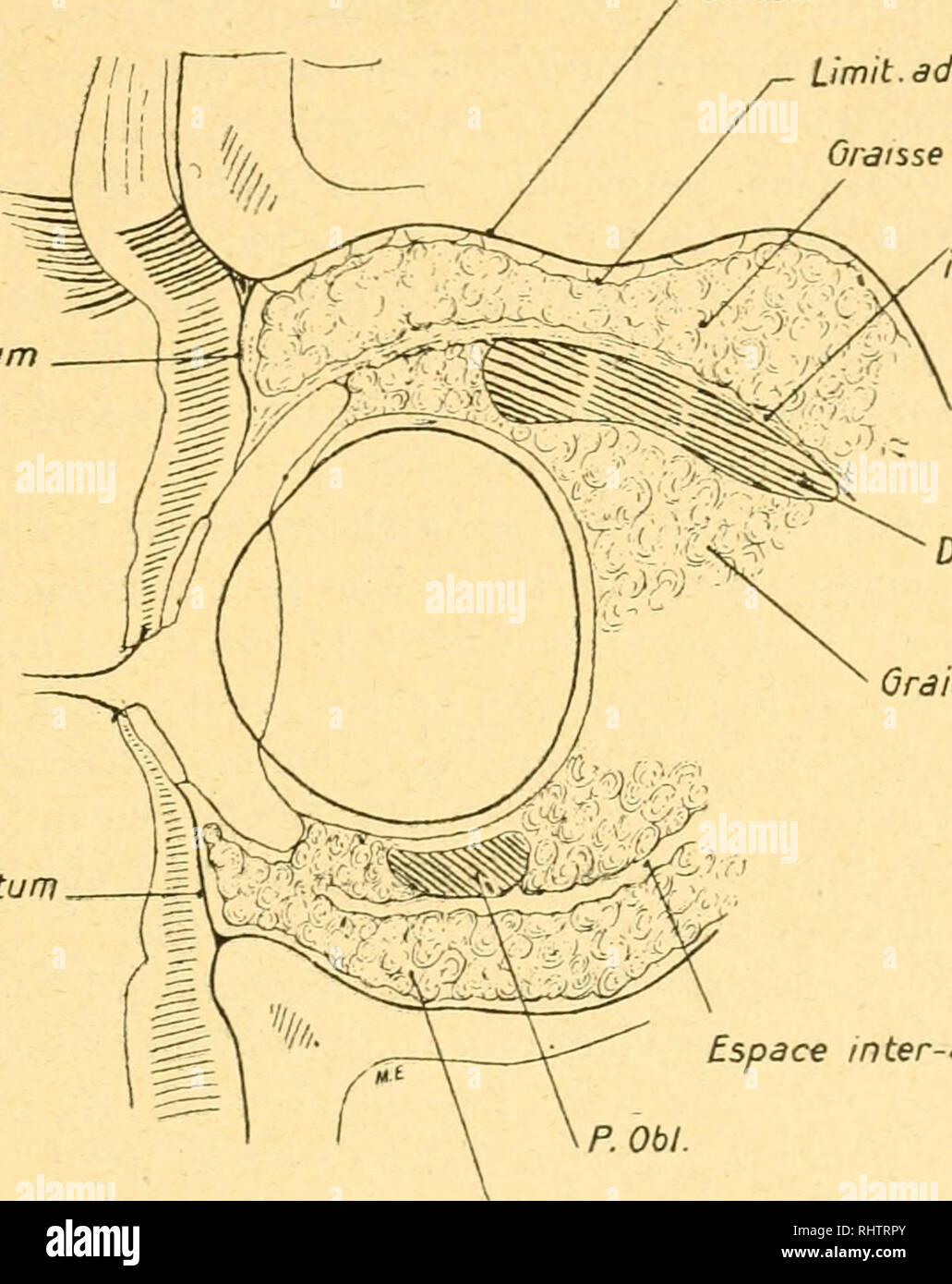 Tendón de res hi-res stock photography and images - Alamy