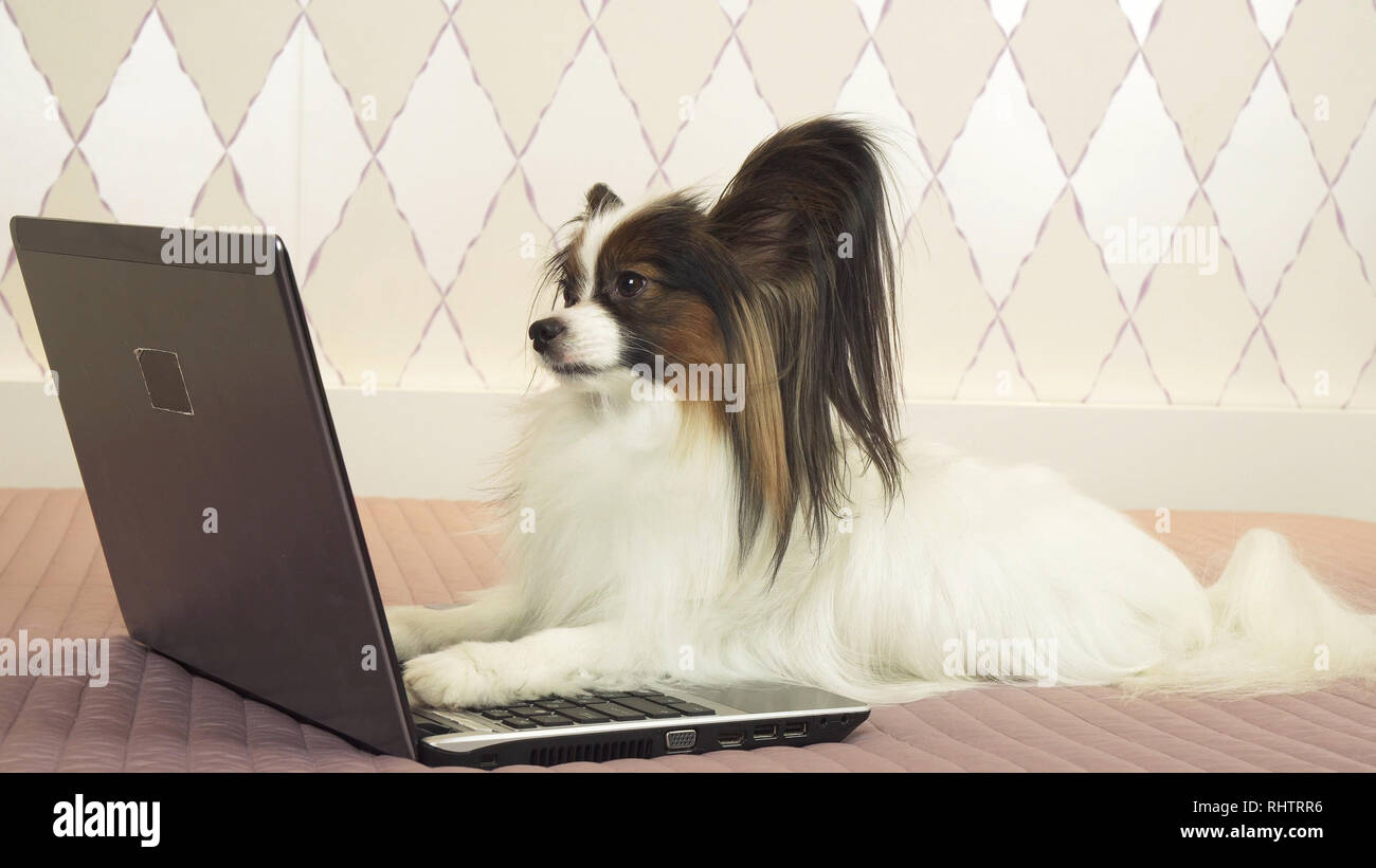 Papillon dog is lying near the laptop on bed Stock Photo - Alamy