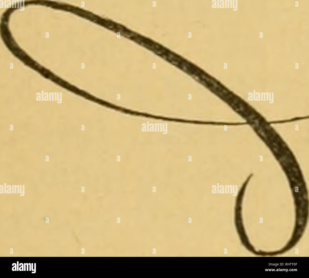 Muskogean hi-res stock photography and images - Alamy