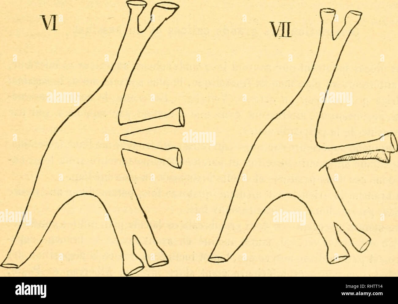 Plan anatomique hi-res stock photography and images - Alamy