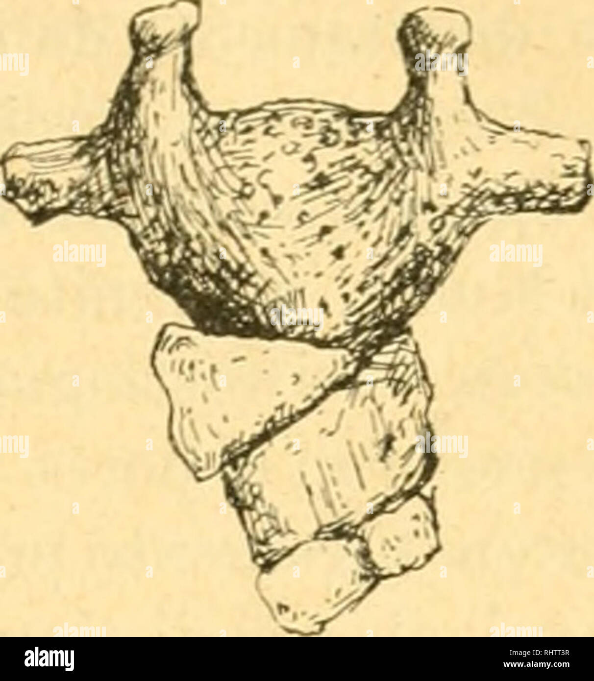 Coccige hi-res stock photography and images - Alamy