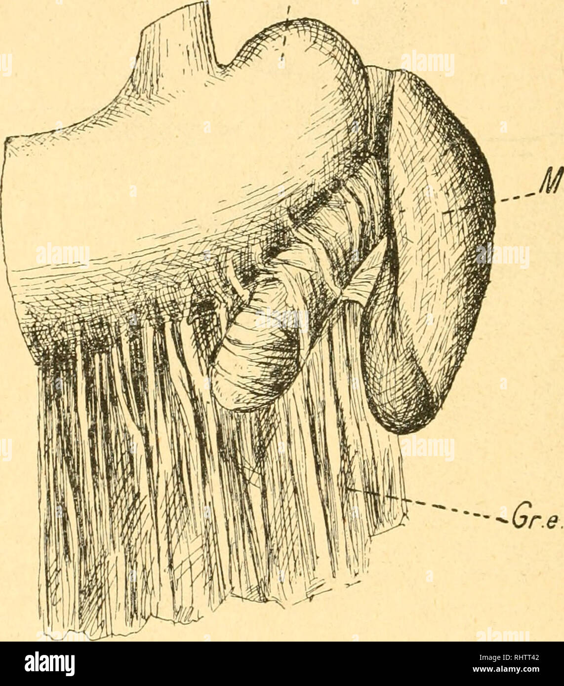 Coccige hi-res stock photography and images - Alamy