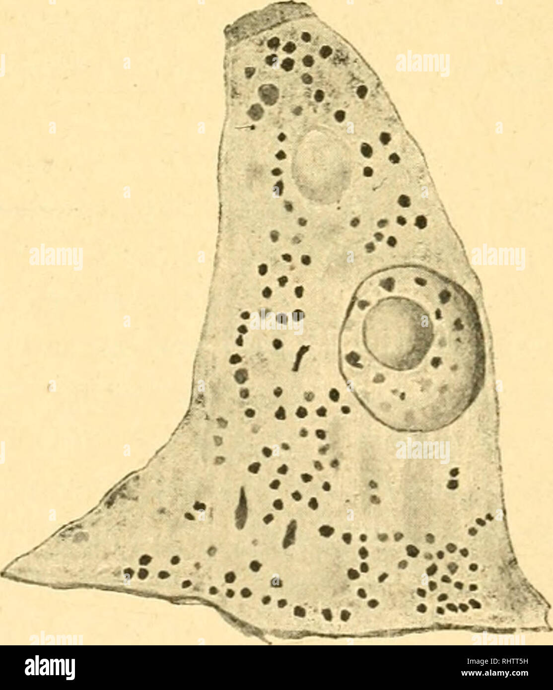. Bibliographie anatomique. Human anatomy; Histology; Embryology, Human ...