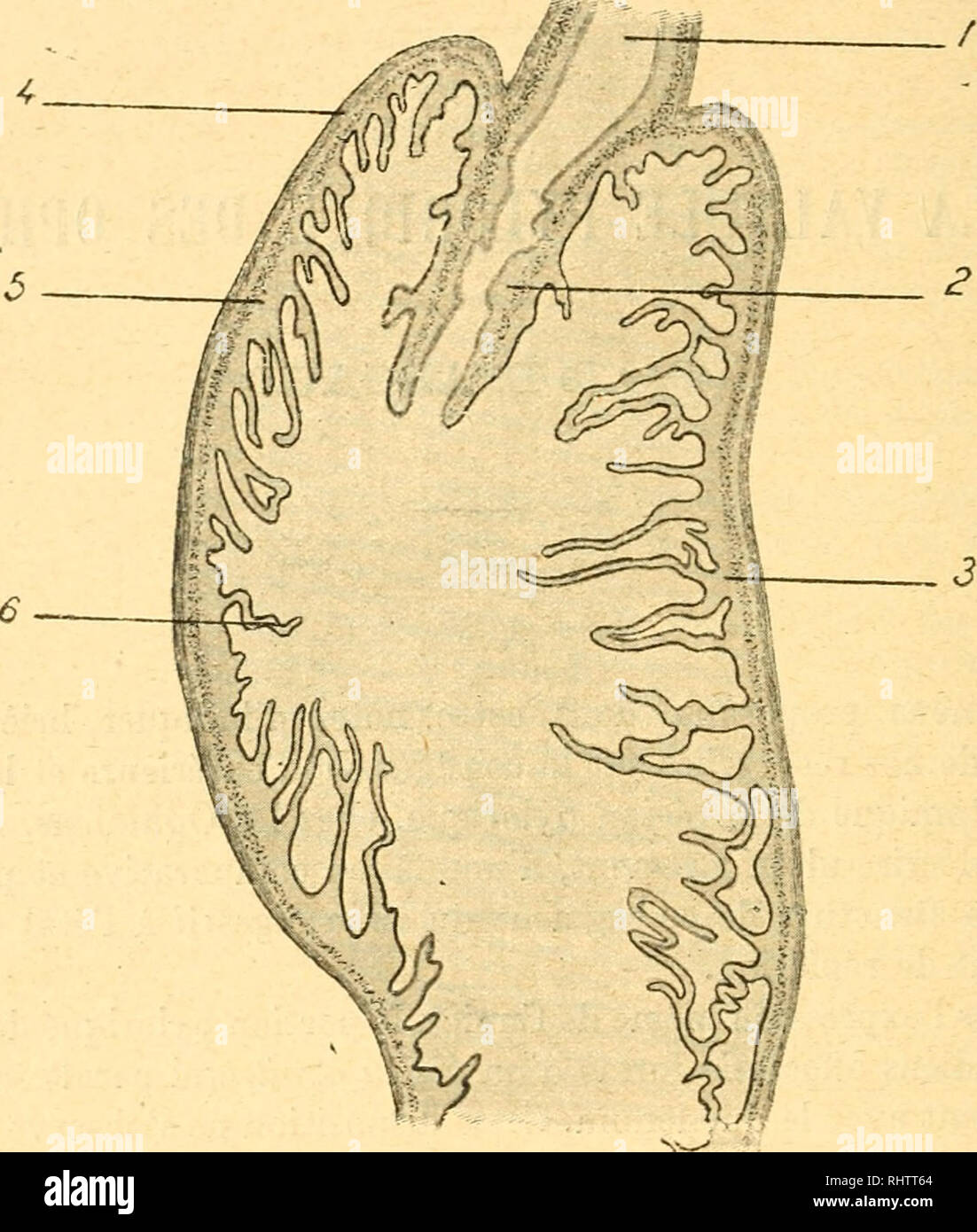 Valvule High Resolution Stock Photography and Images - Alamy