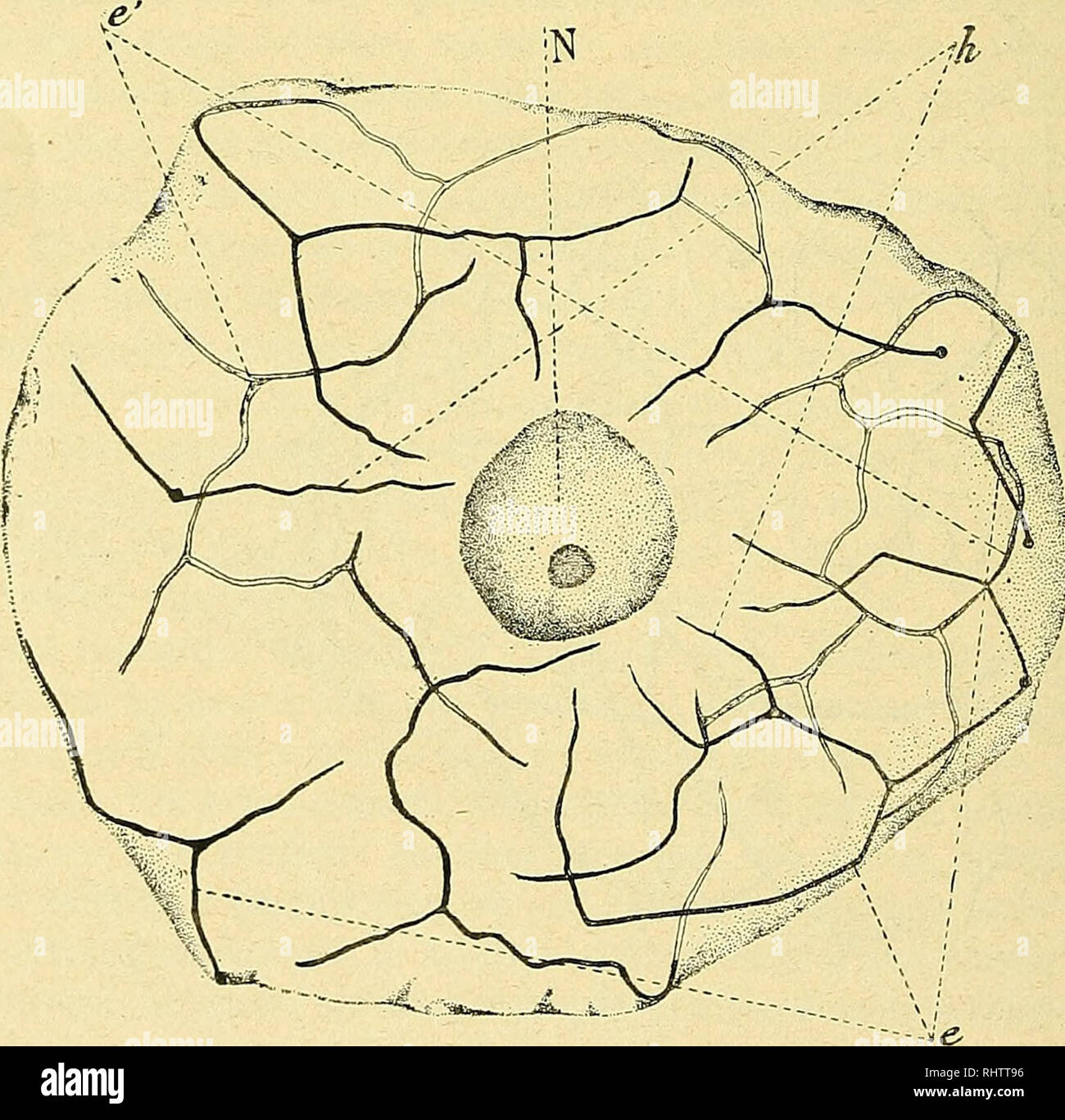 Cellule nerveuse hi-res stock photography and images - Alamy