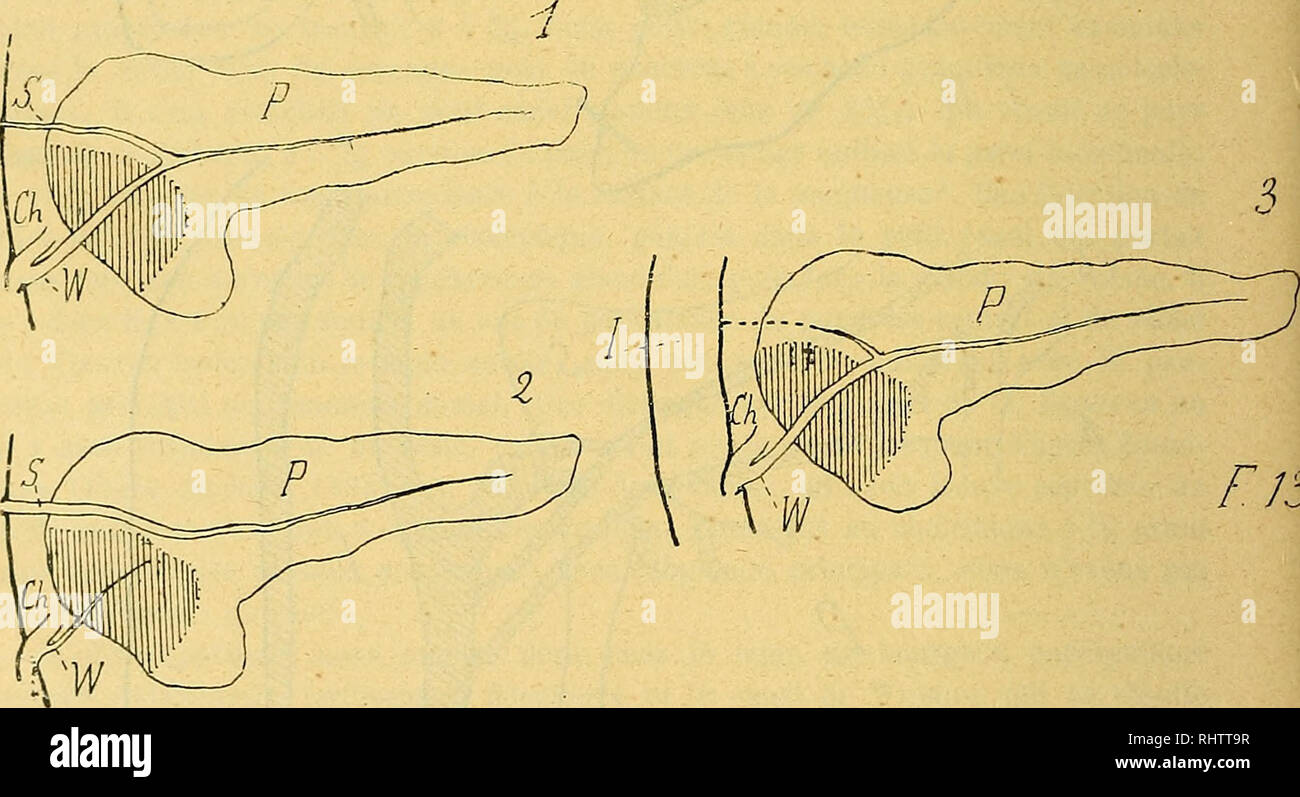 . Bibliographie anatomique. Anatomy; Human anatomy; Histology ...