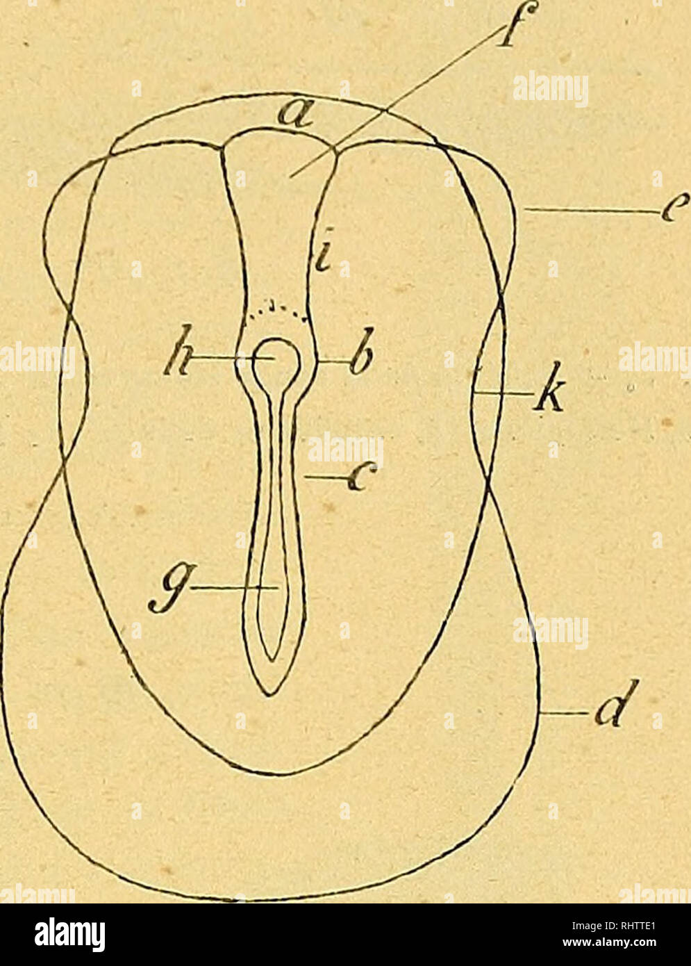 Ligne anatomique hi-res stock photography and images - Alamy