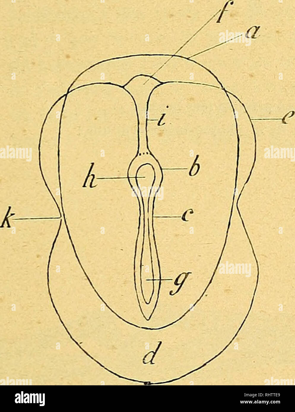 Ligne anatomique hi-res stock photography and images - Alamy