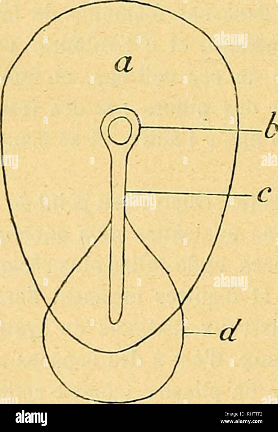 Autruches struthio camelus hi-res stock photography and images - Alamy