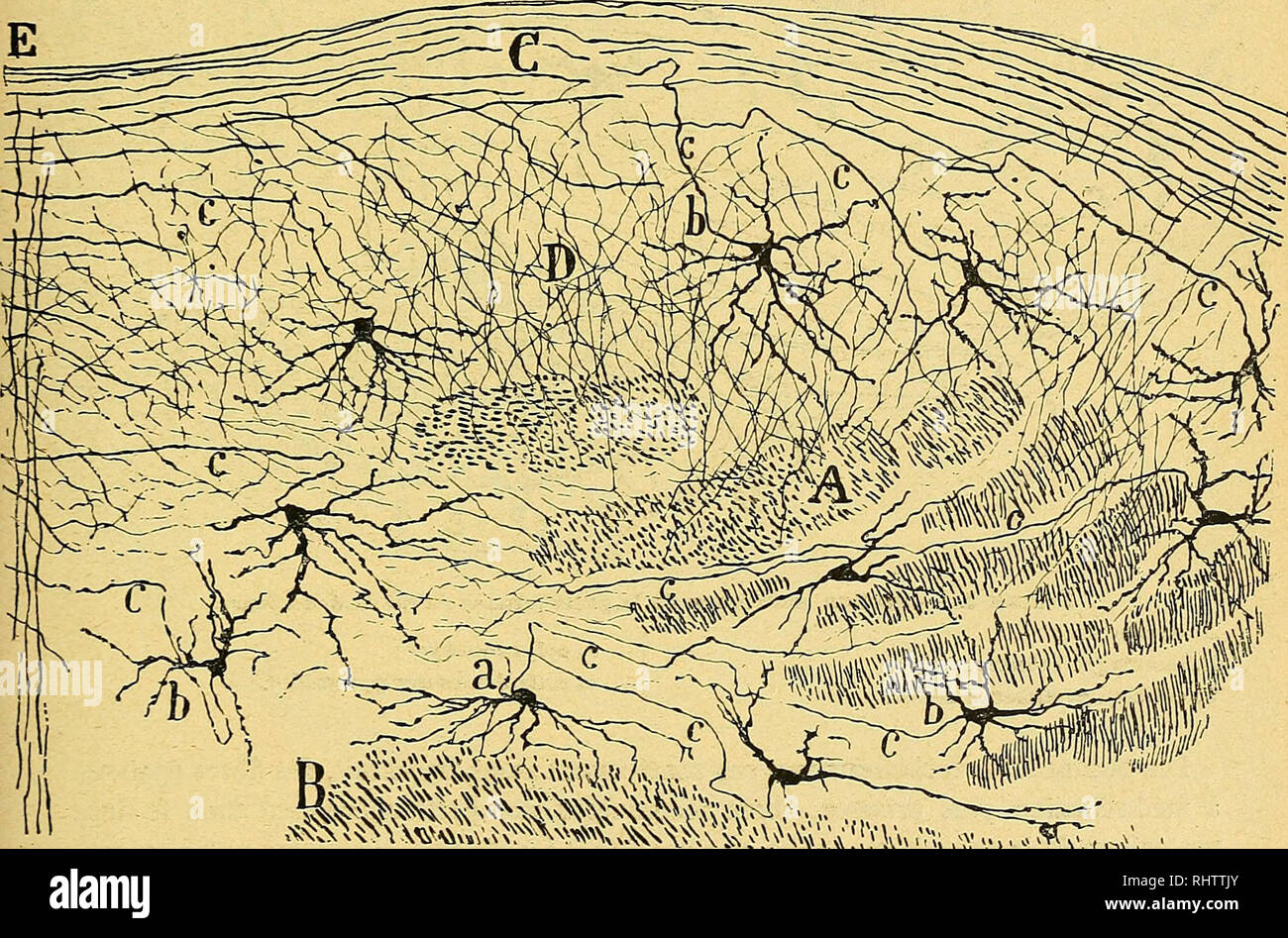 Ligne anatomique hi-res stock photography and images - Alamy