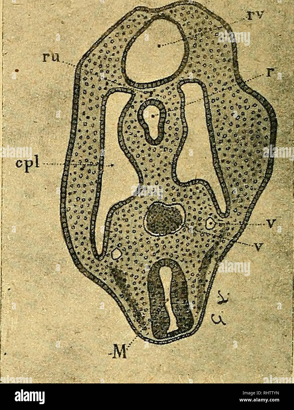 . Bibliographie anatomique. Anatomy; Human anatomy; Histology ...