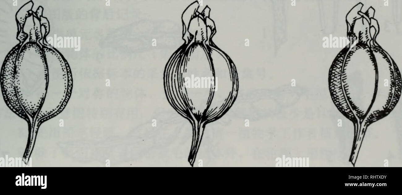 Shou xi hi-res stock photography and images - Alamy