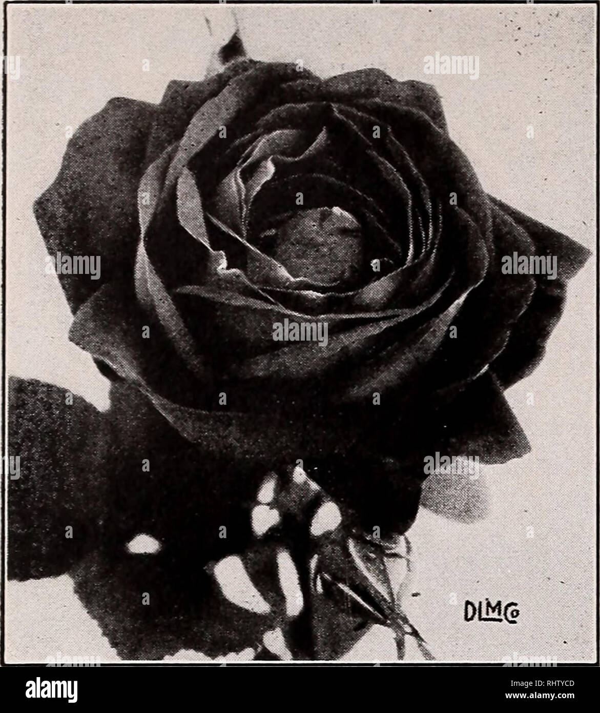 President herbert hoover rose hi-res stock photography and images - Alamy
