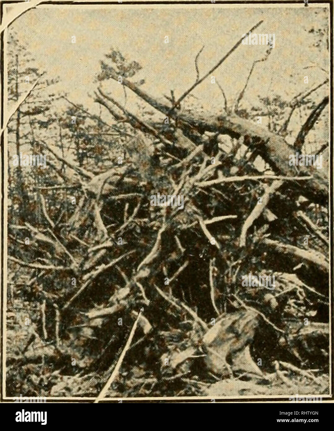 Stump pulling hi-res stock photography and images - Alamy