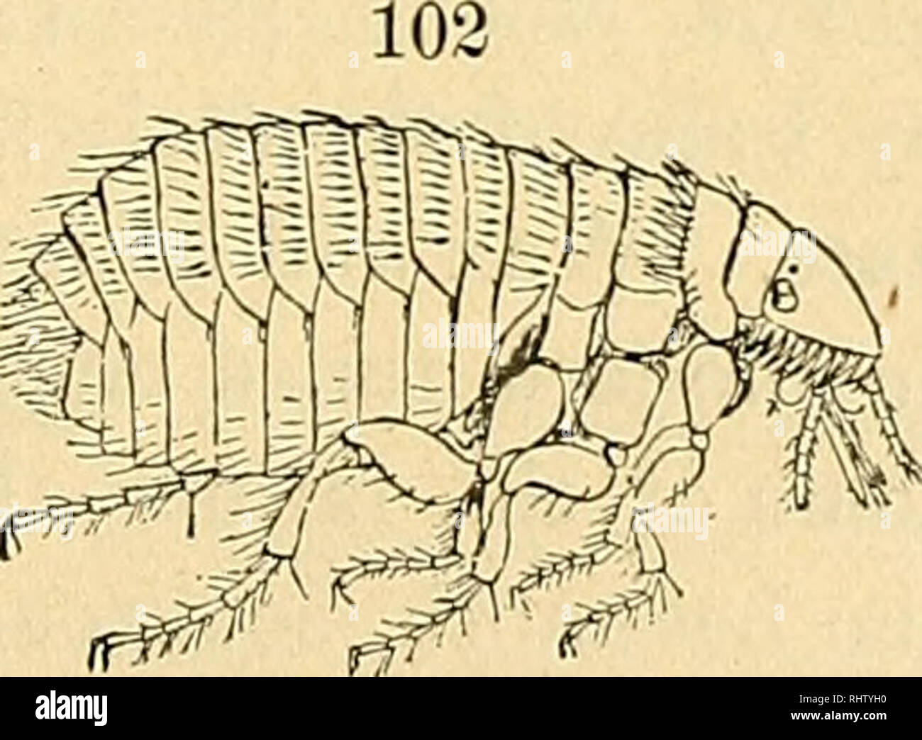 Chigoe flea hi-res stock photography and images - Alamy