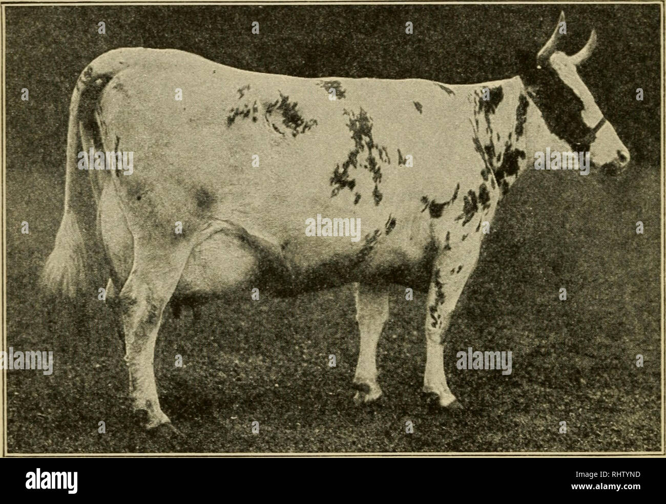 . Better dairy farming; the breeding, feeding, handling and care of ...