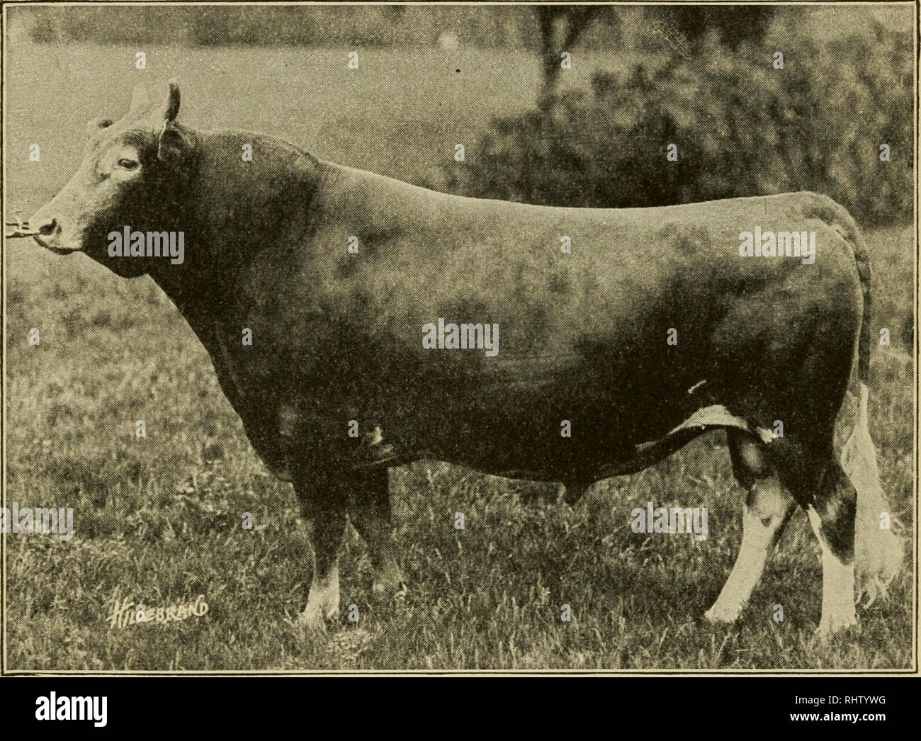 Cattle prod hi-res stock photography and images - Alamy