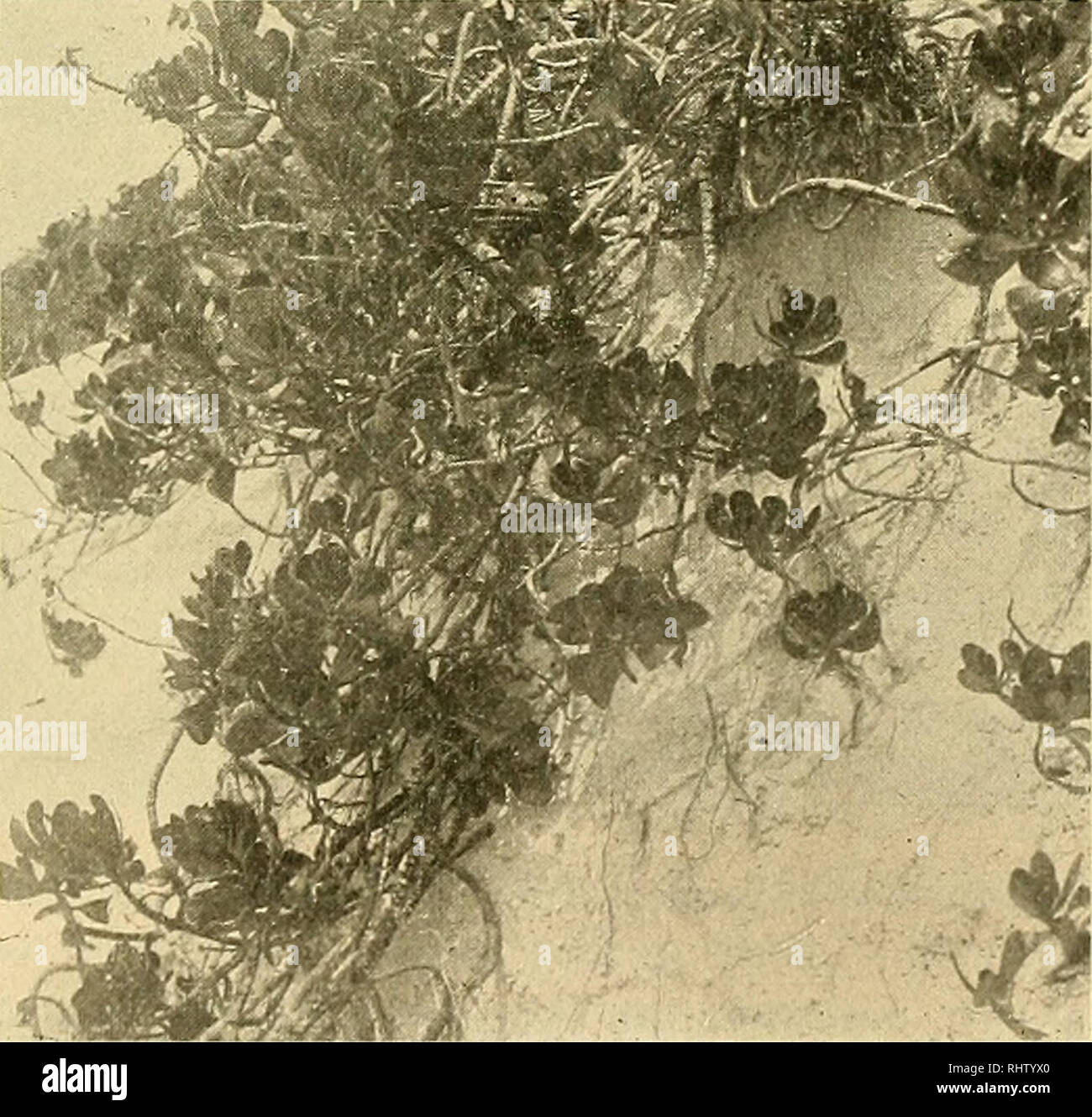 . The Bermuda islands. An account of their scenery, climate ...