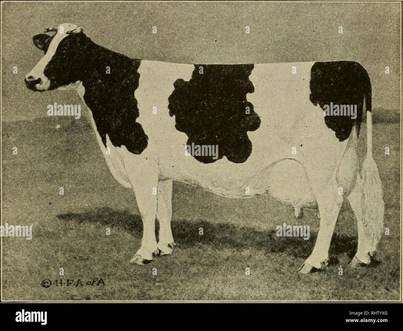 . Better dairy farming; the breeding, feeding, handling and care of ...