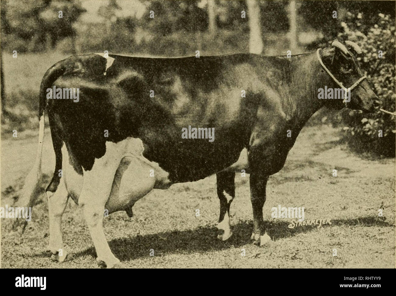 . Better dairy farming; the breeding, feeding, handling and care of ...