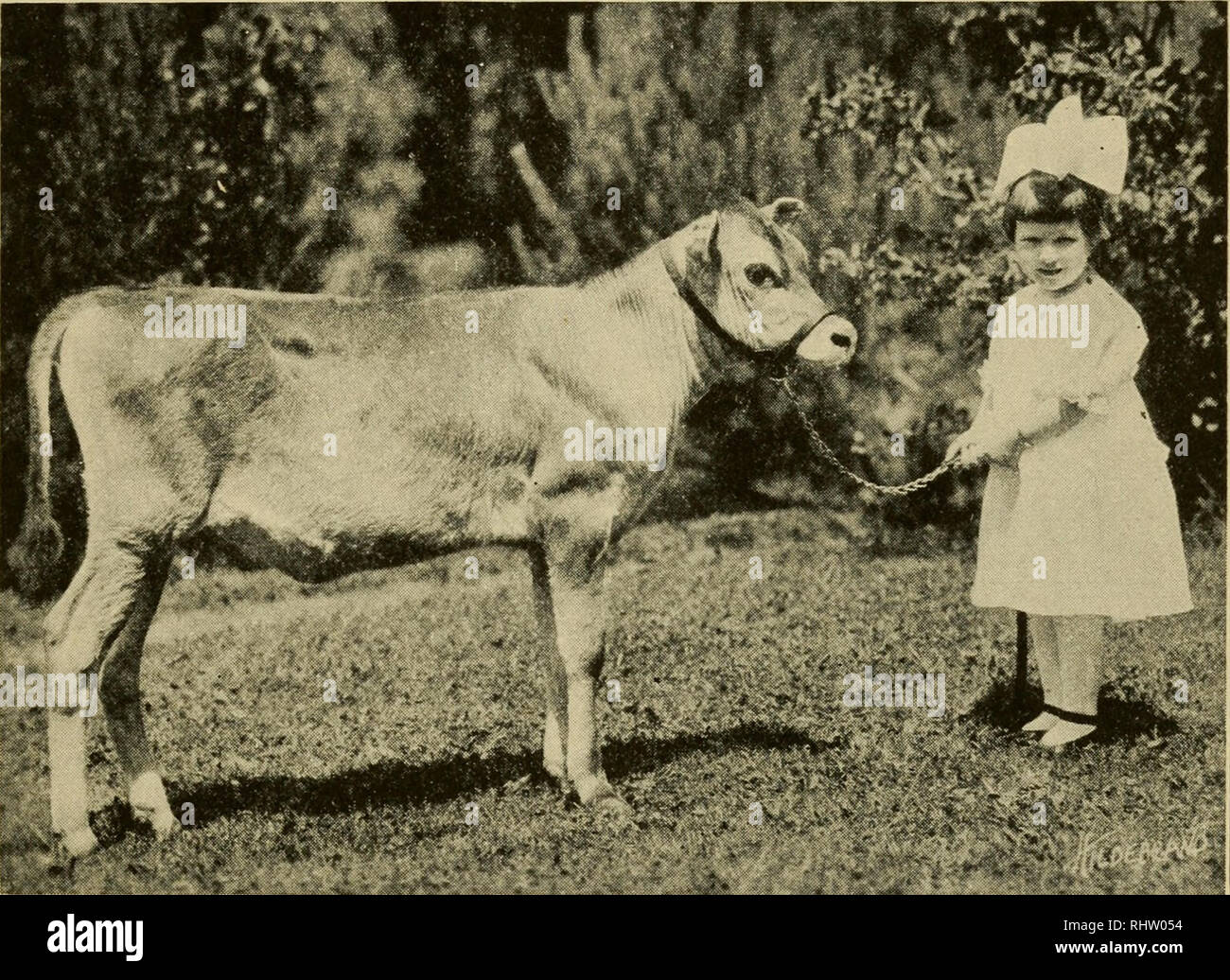 . Better dairy farming; the breeding, feeding, handling and care of ...