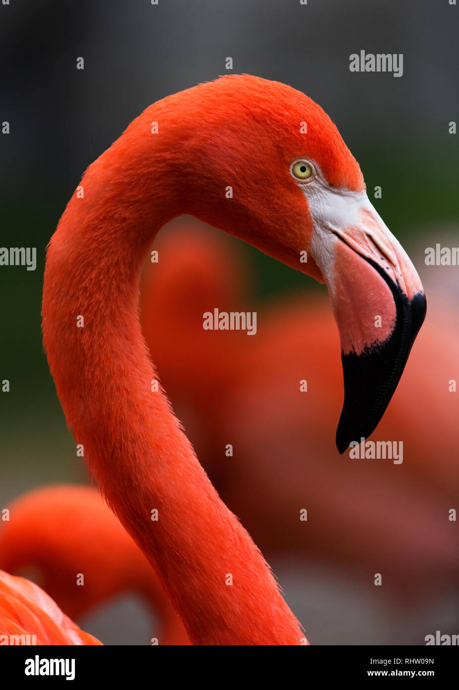 Caribbean Flamingo at the Gladys Porter Zoo in Brownsville, Texas Stock ...