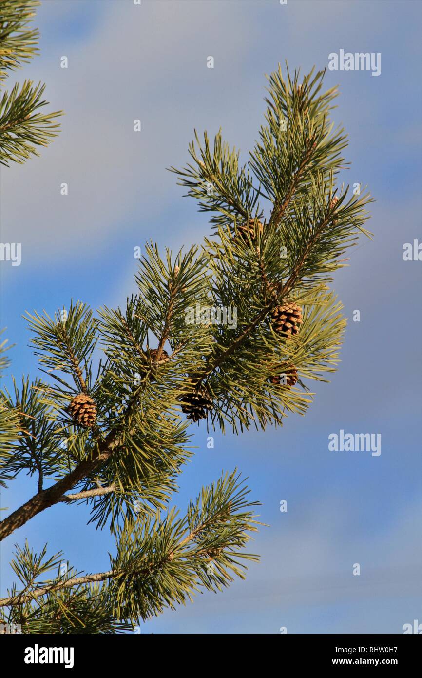 Pine Tree with Pine Cones with blue sky Stock Photo - Alamy