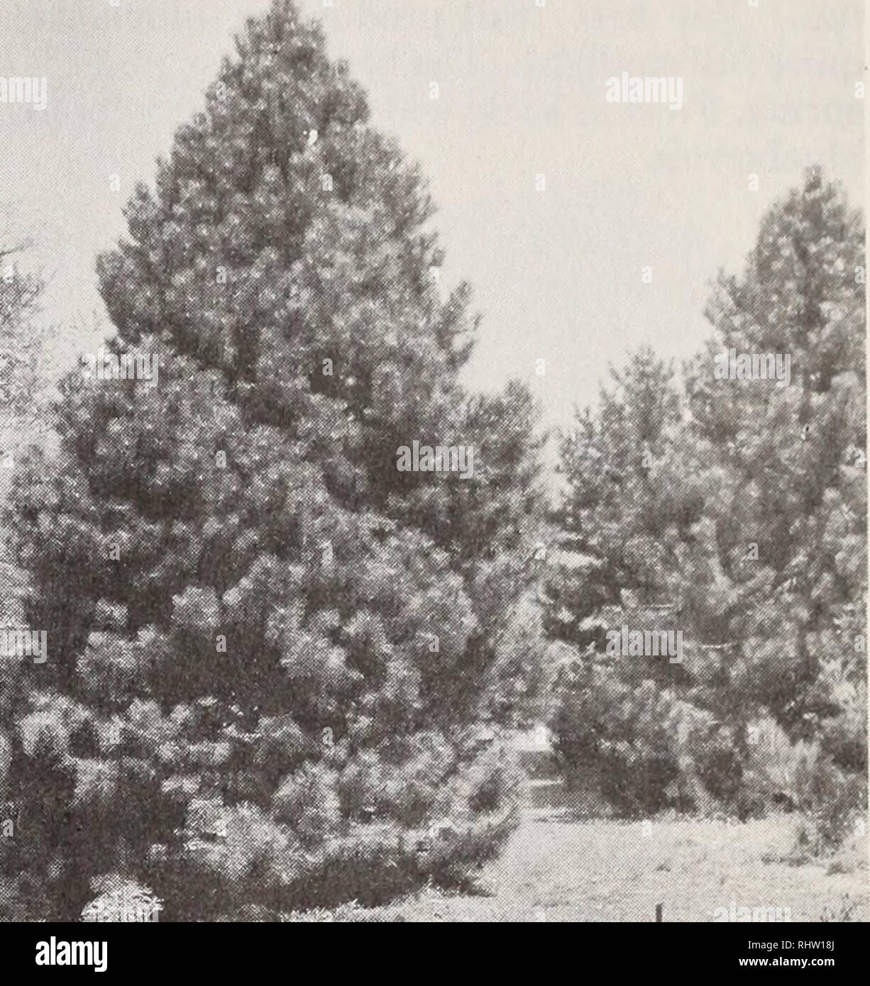 . Berry 1972 book : Rayner bros. BEAUTIFUL TREES AND SHRUBS CLEAN AIR ...