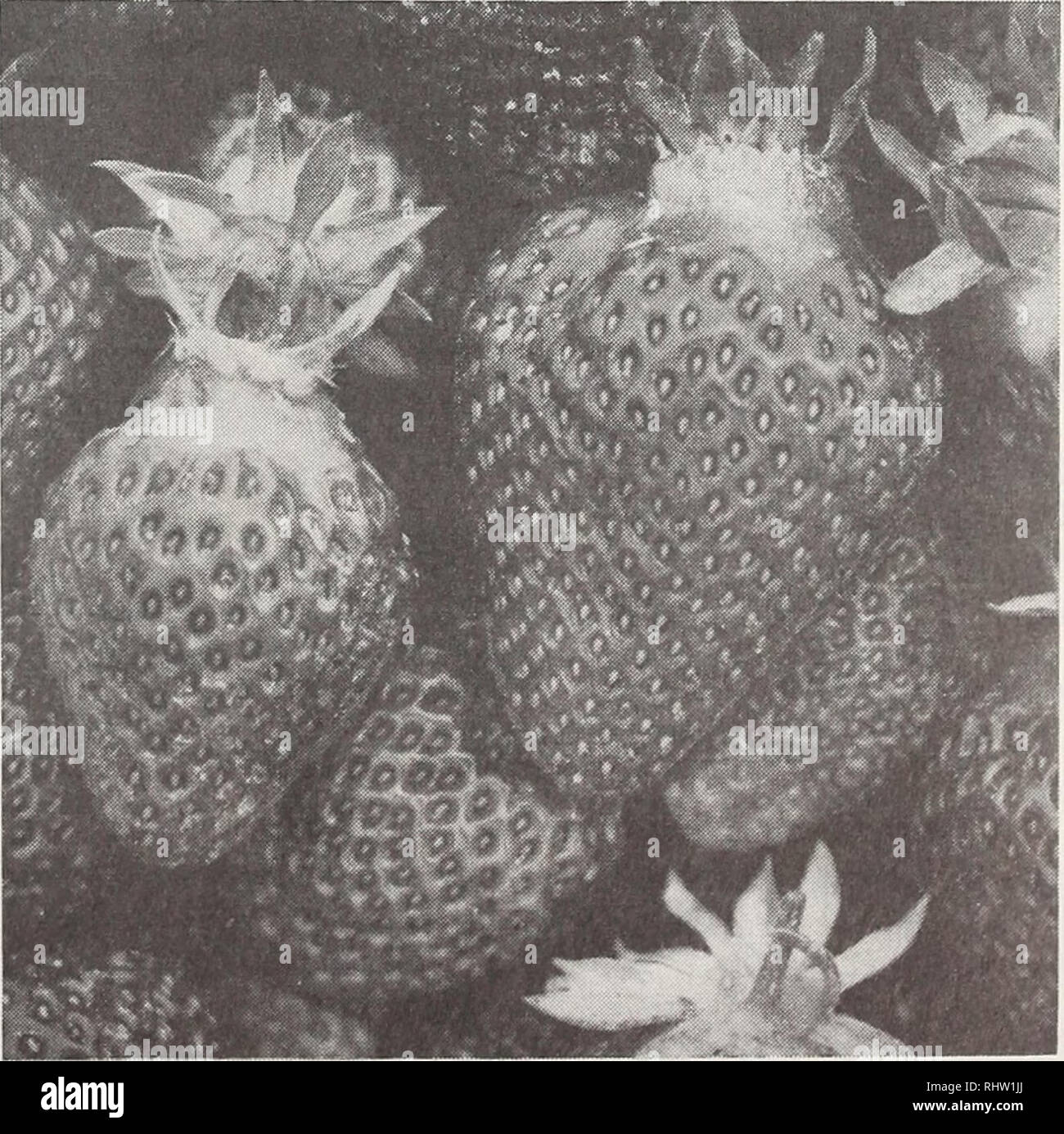 . Berry 1971 book : Rayner Bros. one THE BEST FOR PRESERVES AND JAMS ...