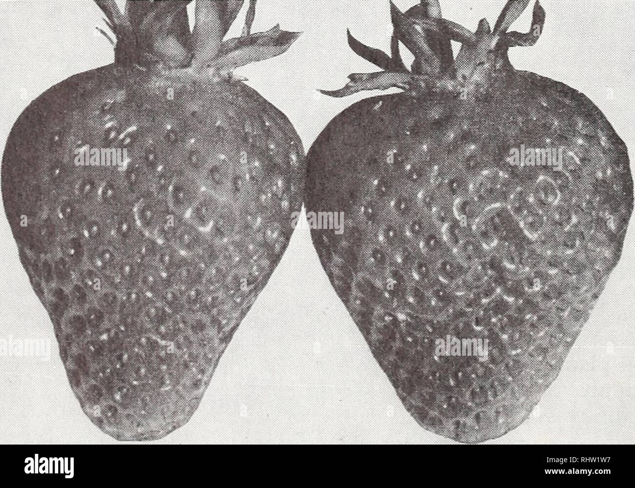 Howard rayner hi-res stock photography and images - Alamy