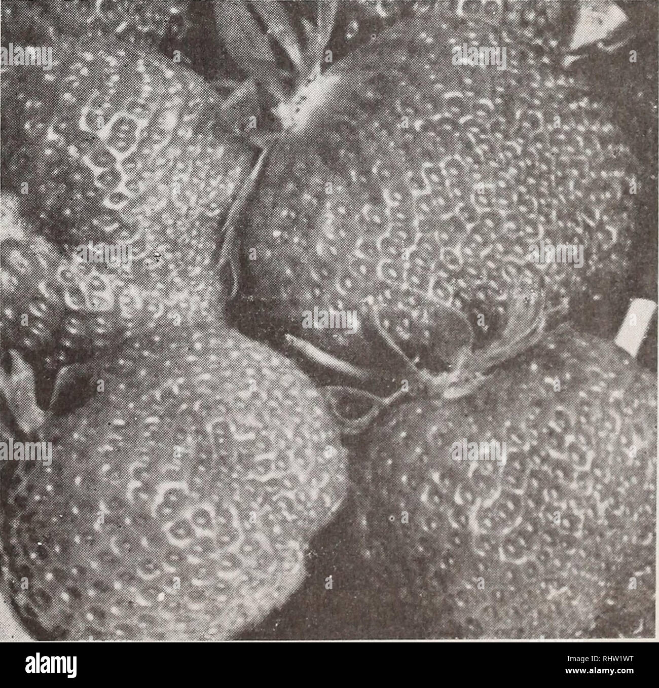 Highly drought resistant hi-res stock photography and images - Alamy