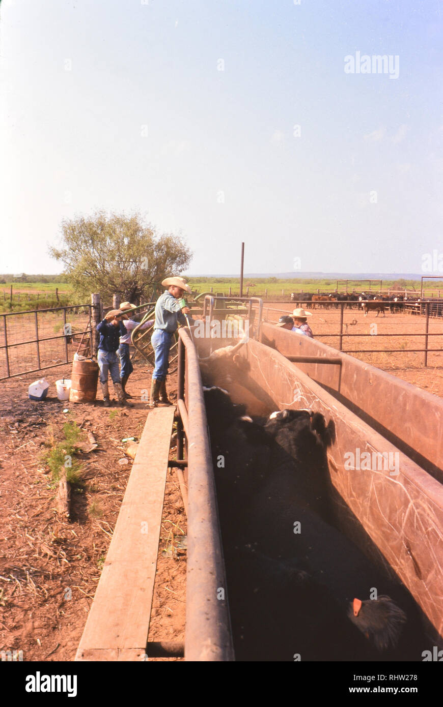 Working cowboy in the cattle pens of a Texas ranch in the late 1990s ...