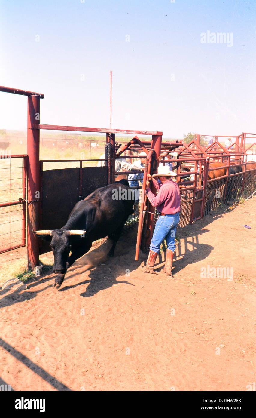 Releasing cow from cattle chute hi-res stock photography and images - Alamy