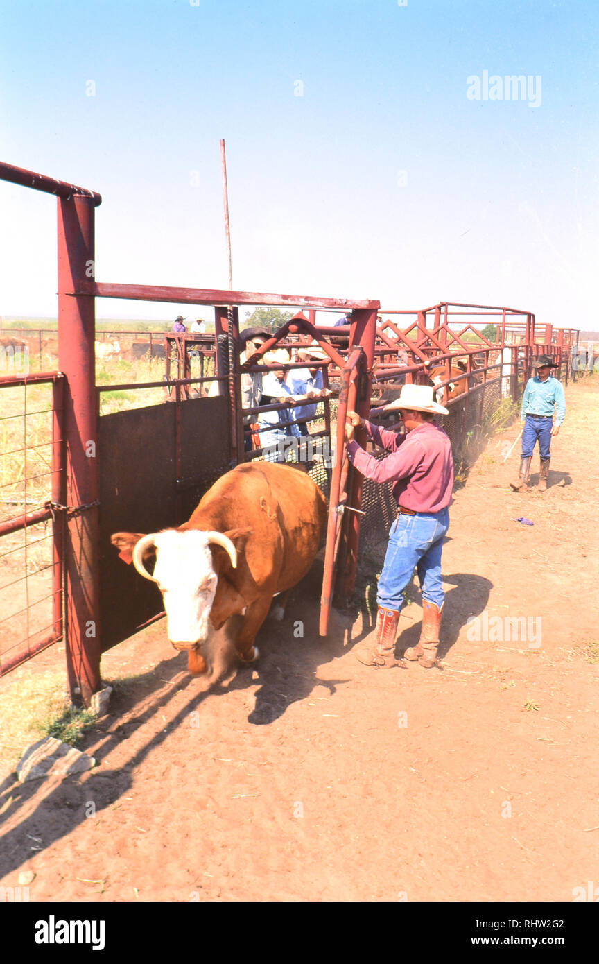 Cowboy releasing cow from cattle chute on a Texas ranch Stock Photo - Alamy