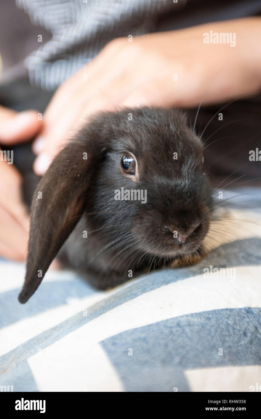 Children patting animal hi-res stock photography and images - Alamy