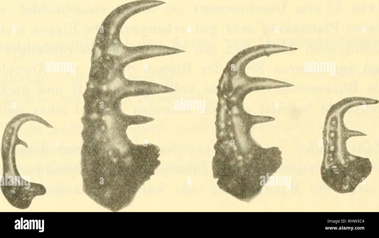 . Über japanische und andere Euryalae. Ophiuroidea. 32 Vor der ersten ...